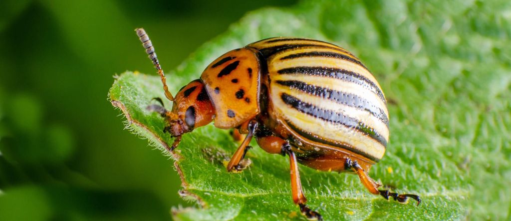 Met Office science helps protect UK plants from rising pest risks - Met ...