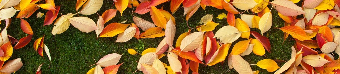 Eight interesting facts about Autumn - Met Office