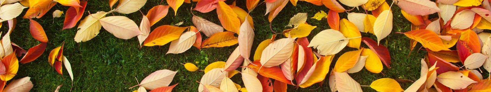 Eight interesting facts about Autumn - Met Office