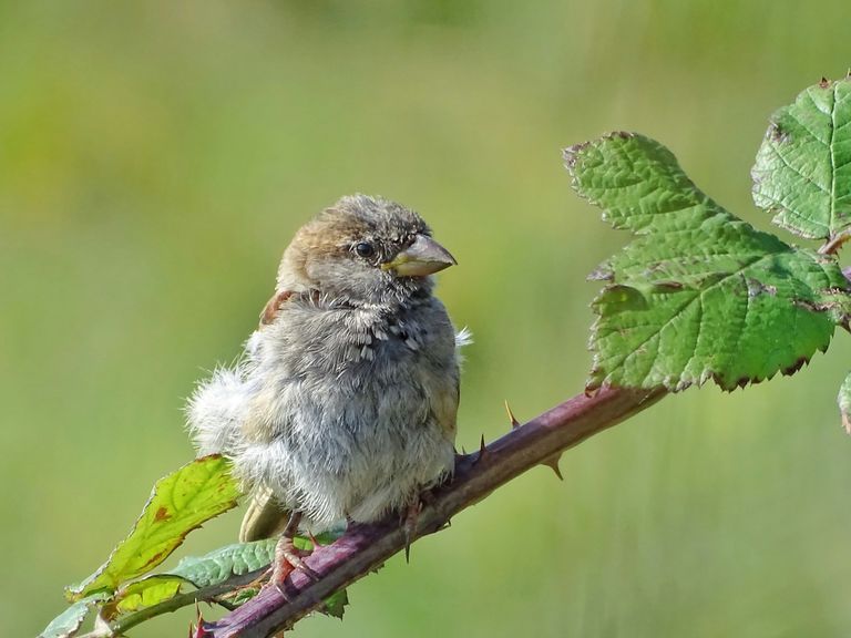 How is our changing climate affecting nature? - Met Office