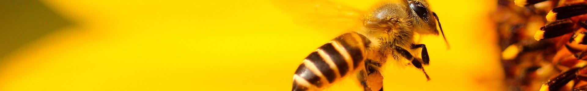 Pollen: What are the different types? - Met Office