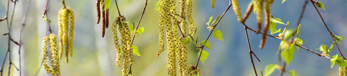 Pollen Allergies - Met Office