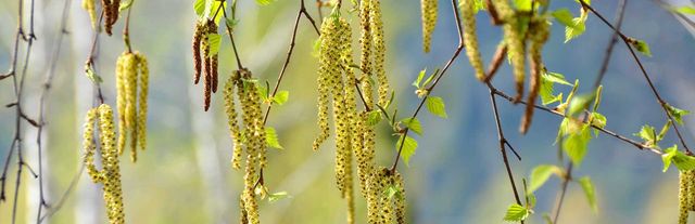 Pollen Allergies - Met Office