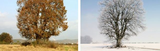 When does Autumn start? Defining seasons - Met Office