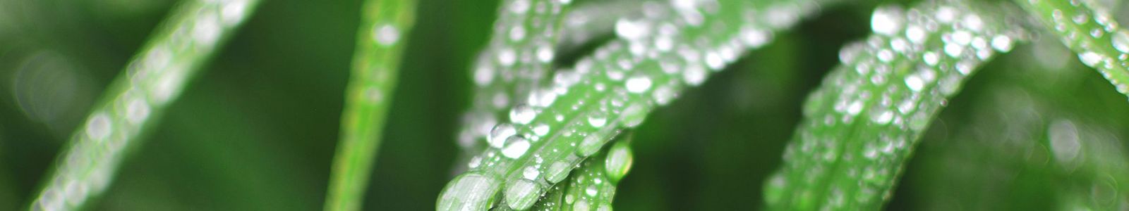 Dew - Met Office