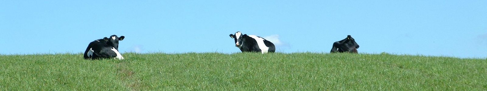 Do cows really lie down when it’s about to rain? - Met Office