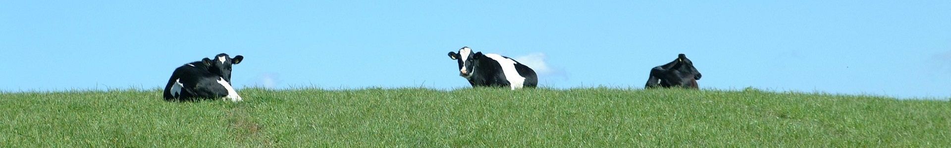 Do cows really lie down when it’s about to rain? - Met Office