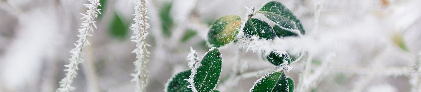 Why frost can still occur in late Spring - Met Office