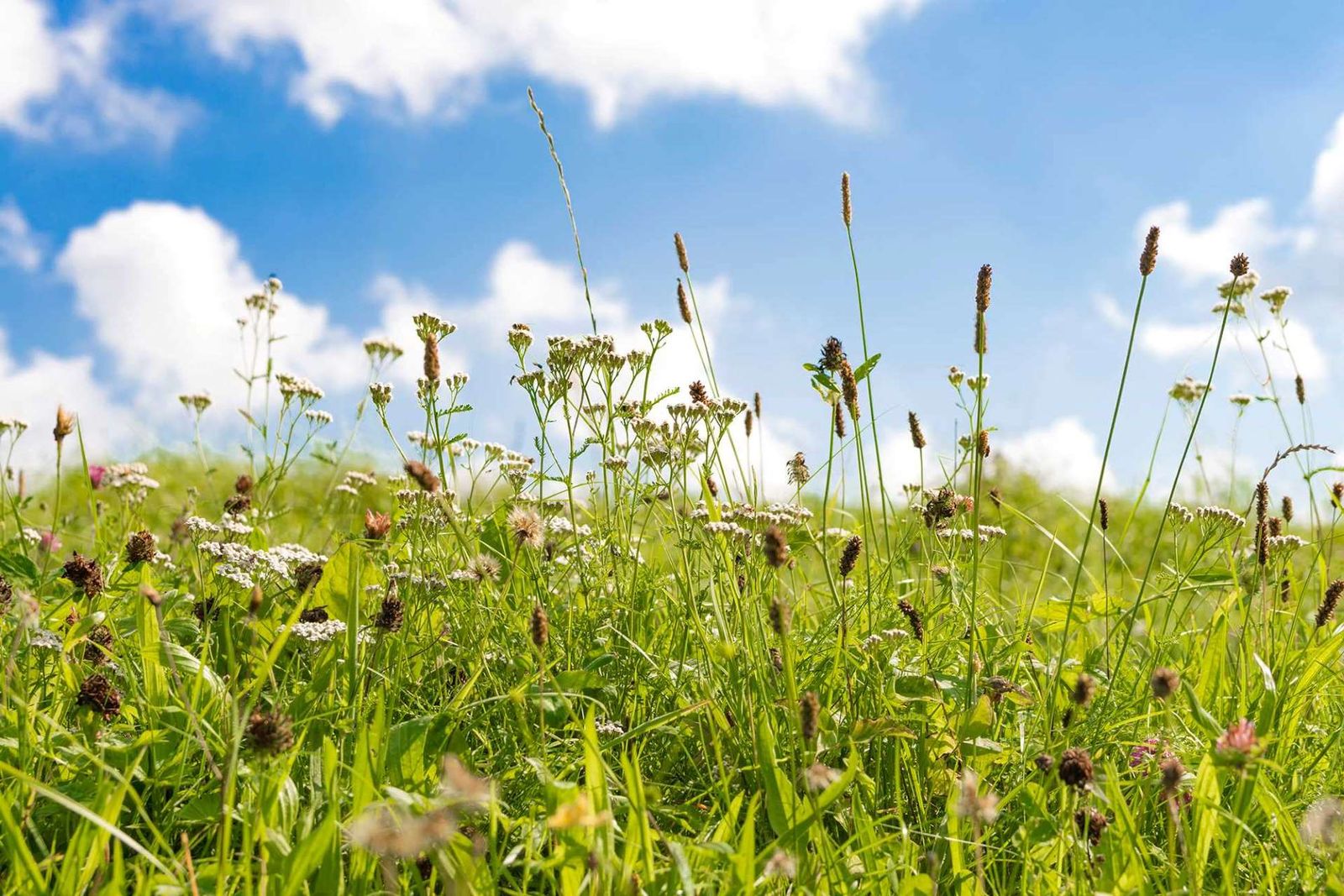 Pollen forecast: Will we see levels rise over the weekend? - Met Office