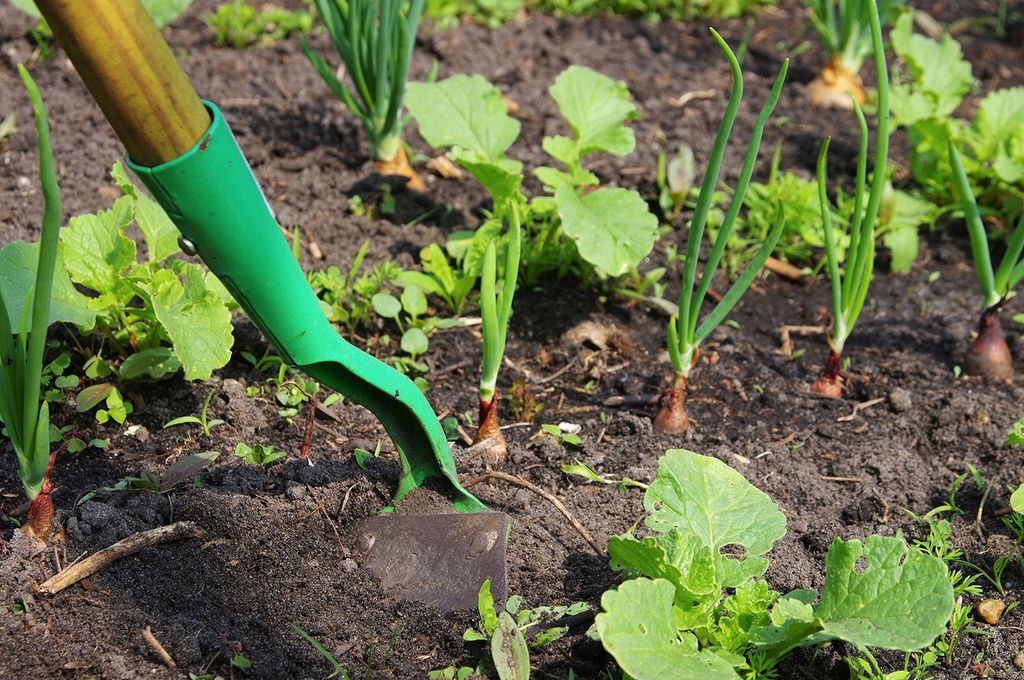 5 gardening tips for June - Met Office
