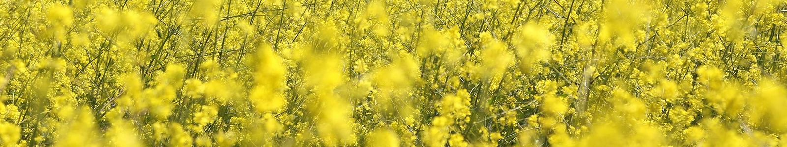 10 things you should know about pollen - Met Office