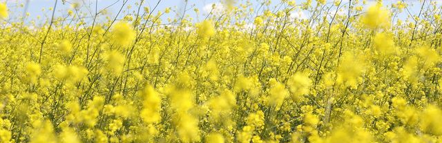 10 things you should know about pollen - Met Office