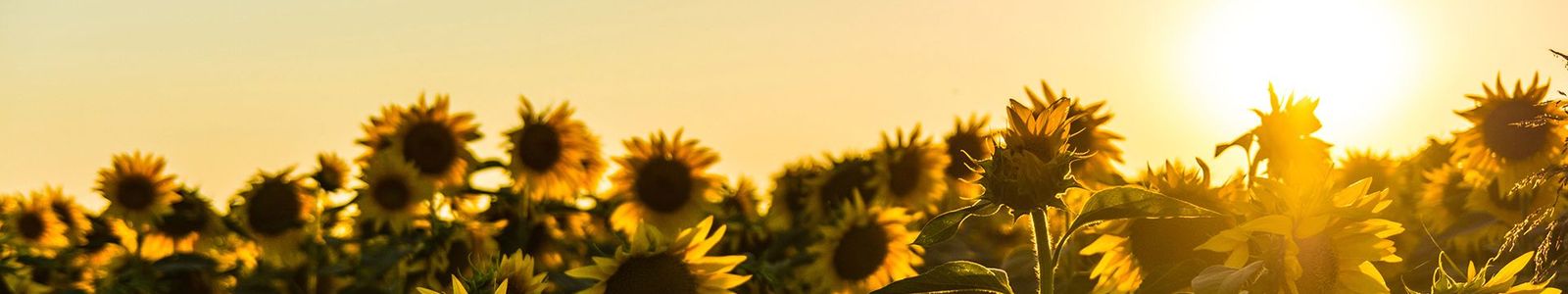 Hay fever - Met Office