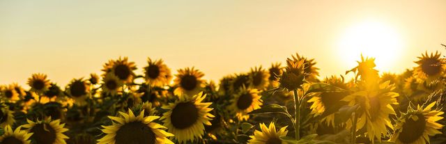 Hay fever - Met Office