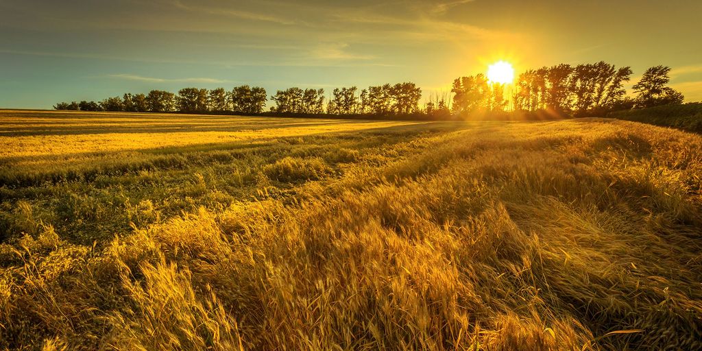 Met Office science helps protect UK plants from rising pest risks - Met ...