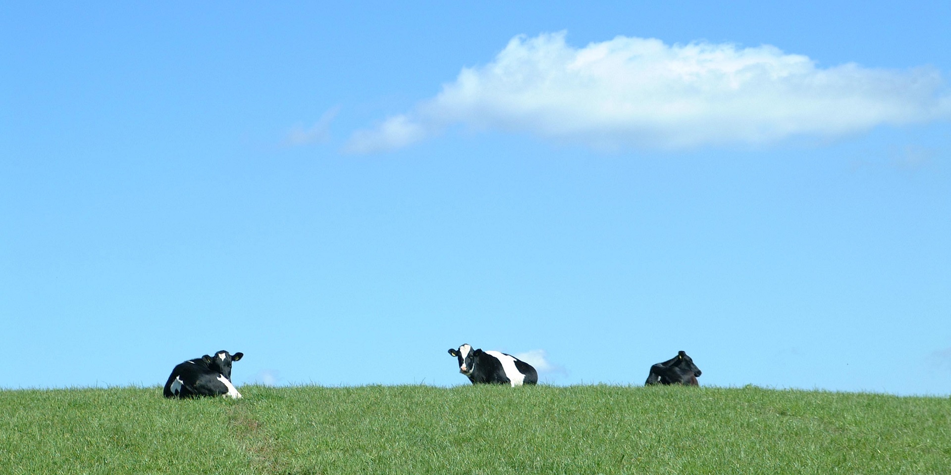 Do cows really lie down when it’s about to rain? - Met Office