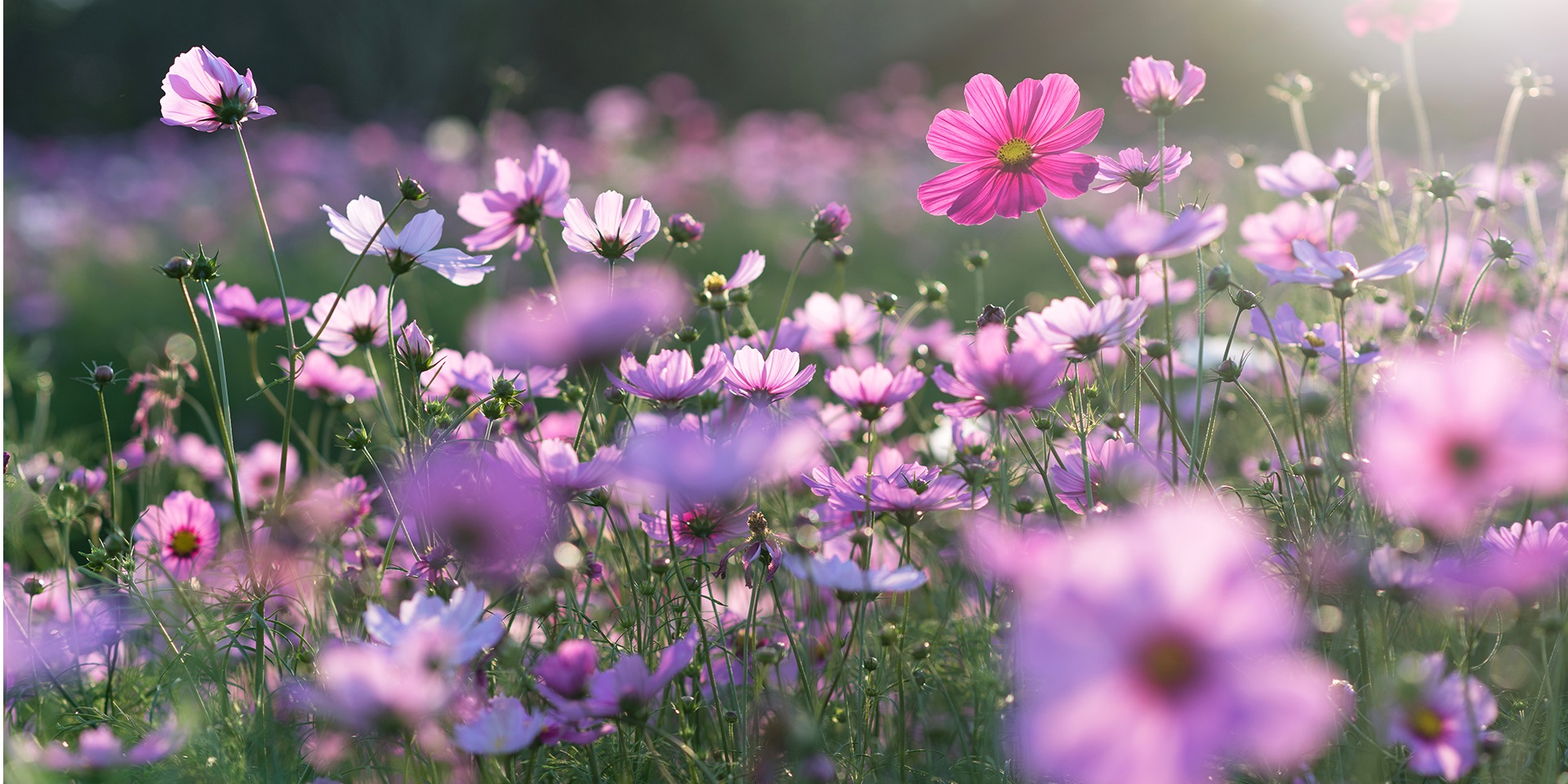 5 gardening tips for September - Met Office