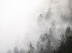 What is the difference between mist, fog and haze? - Met Office